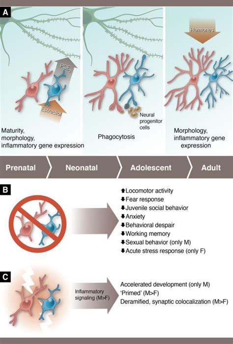 Small Cells With Big Implications Microglia And Sex Differences In Brain Development