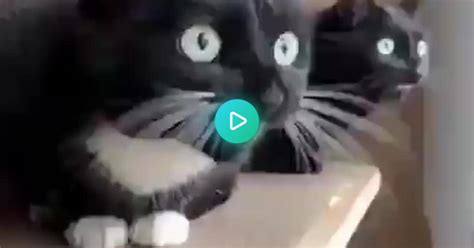 Morse Code Cat Unmute Album On Imgur