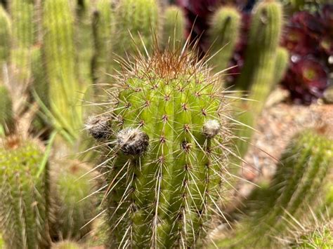 Apple Iphone Pro Review Whistleout