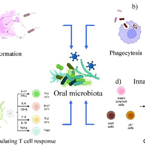 Functions Of Innate Immune Cells In Modulating Oral Microbiota An