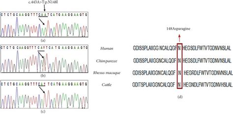 A Chromatogram Of Wild Type Allele B Chromatogram Of Heterozygous Download Scientific