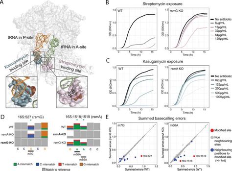 Native Rna Nanopore Sequencing Reveals Antibiotic Induced Loss Of Rrna… Tina Fallah