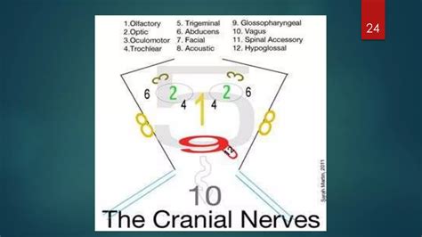 Cranial Nerve Examination Pdf