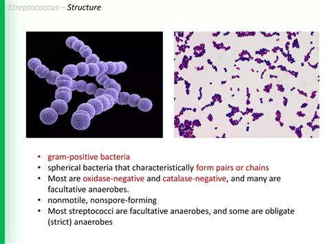 Streptococcus Pdf