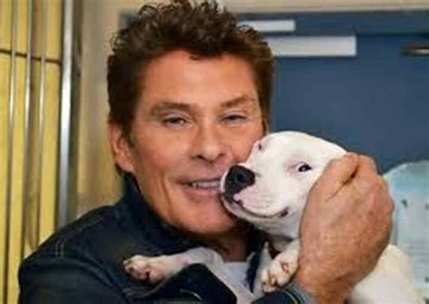 Hasselhoff Puppies