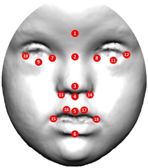 Anatomical Position Of Facial Landmarks Used In Morphometric And Download Scientific Diagram