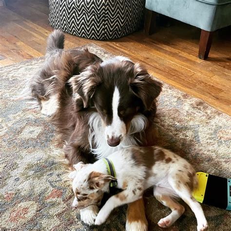 Meet Millie (featuring Moose) : r/miniaussie