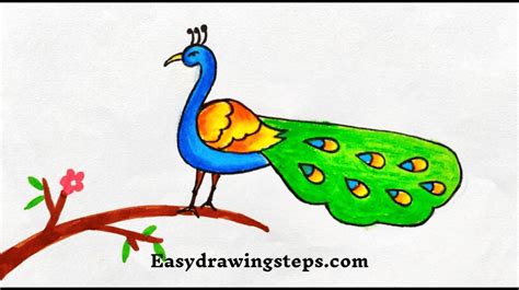 10 Steps To Draw Easy Peacock Drawing With Colour Easy Drawing