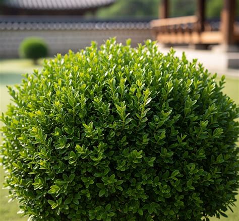 Korean Boxwood Seeds