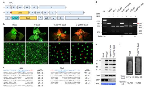 Highly Efficient DNA Free Plant Genome Editing Using Virally Delivered CRISPRCas Nature