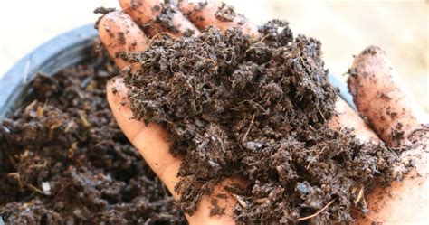 Compost Tea Feeding Schedule When To Feed Your Plants