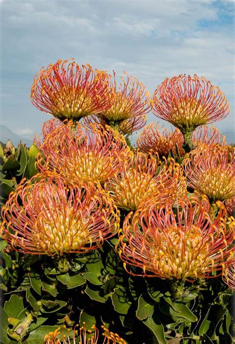 Leucospermum Cordifolium Pincushion Flora Toskana