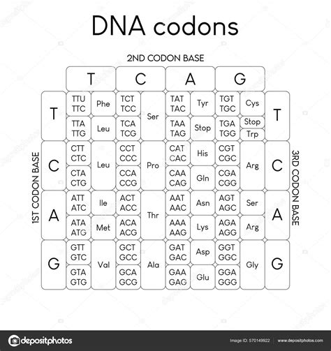 Image Vectorielle Tableau Des Codes Adn Code Génétique Biologique Des Acides Aminés Par Image Vectorielle Tableau Des Codes Adn Code Génétique Biologique Des Acides Aminés Par