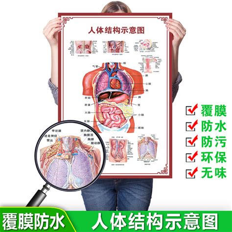 [人体内脏解剖系统示意图 医学骨骼肌肉器官血管血液结构图医院海报] 轻舟网