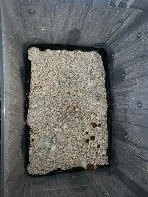 Tons Of Pins But Only A Few Seem To Grow Up When They Want To