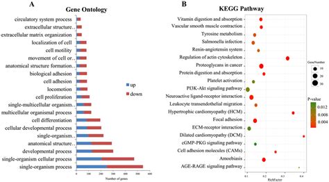 go pathway analysis of differentially expressed protein coding