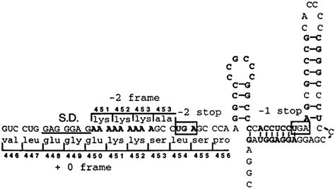 The Ribosomal Frameshift Site Of The T Thermophilis Dnax Homolog The
