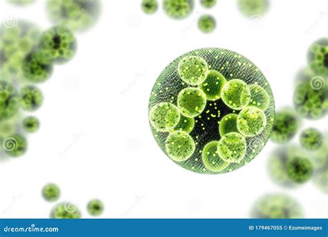 Algae Cell Under Microscope