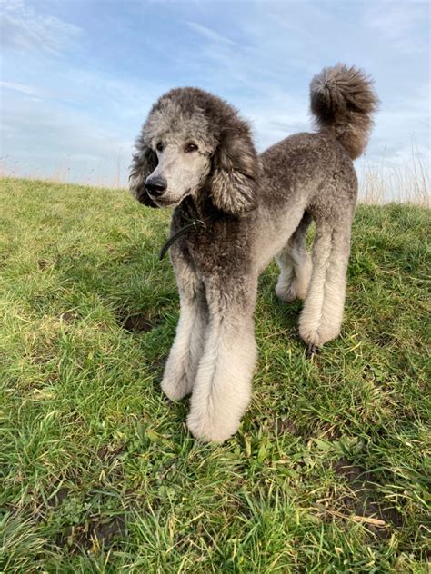 Trix The Silver Poodle Artofit