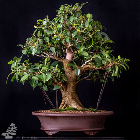 Individual Tree Progress Matts Bonsai Blog