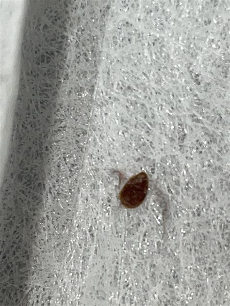 Bed Bug Without Head Or Legs Def Not A Seed So It Was Very Thin Like