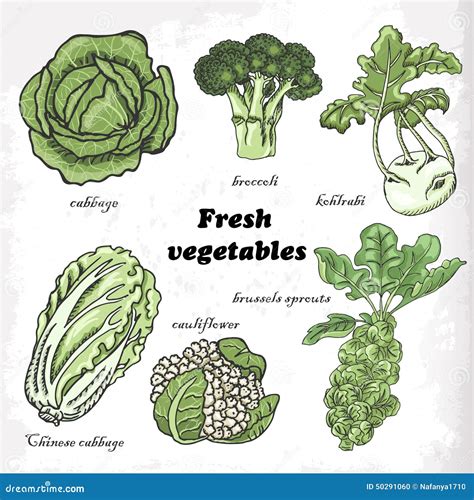 Set Of Cabbages Cauliflower Chinese Cabbage Broccoli Brussels