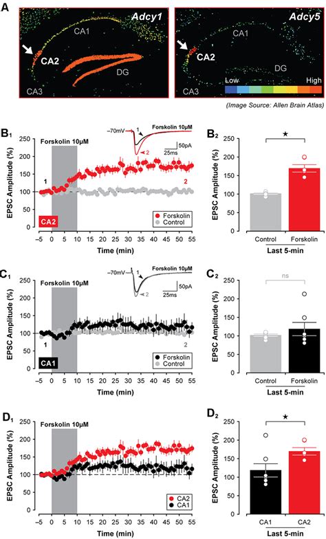 Activation Of Adenylyl Cyclases Enhances Epscs In Ca2 In Juvenile Brain