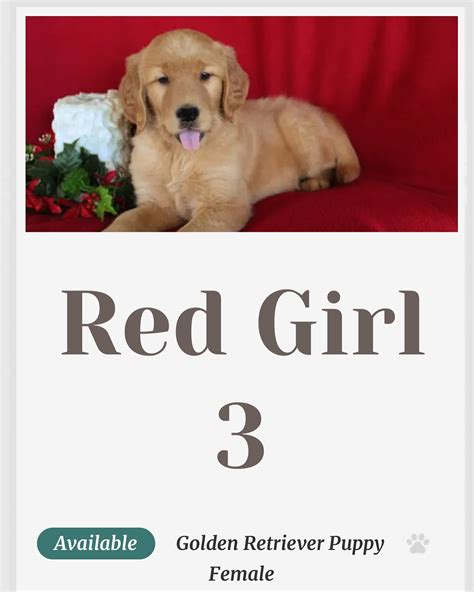 Ruby Roo Rubyroo Goldengirl • Instagram Photos And Videos