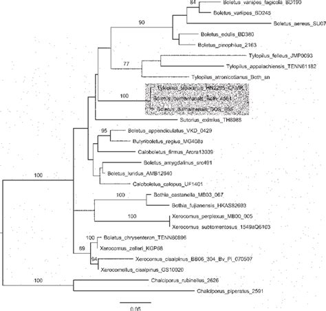 ml tree based on nrits sequences bootstrap values 70 are included