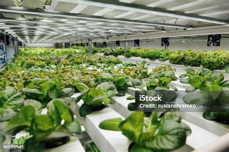 성장하는 환경 제품 농장 신선한 샐러드를위한 수경 재배 기술 0명에 대한 스톡 사진 및 기타 이미지 0명 건강한 식생활 광물질 Istock