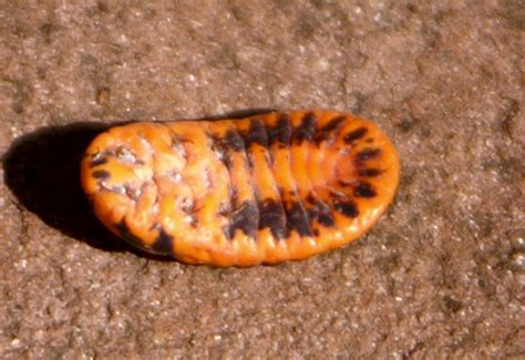 Scale Insect All You Need To Know In A Quick Friendly Guide What S That Bug