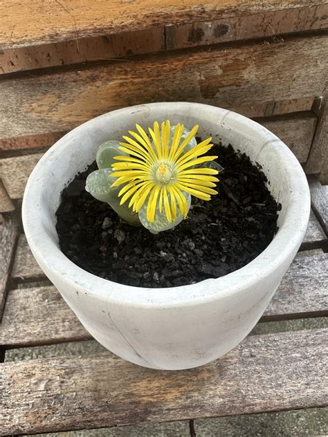 My Lithop Flowered Rflowers