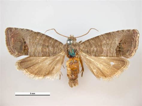 Codling Moth The Daily Garden