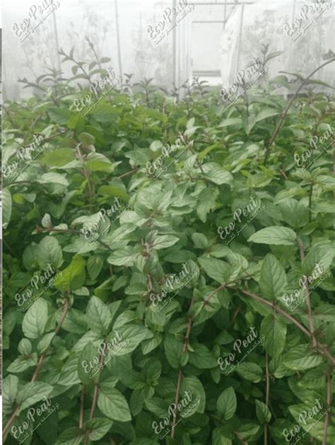 Hydroponic Substrate اکوپیت