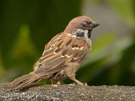 Eurasian Tree Sparrow Passer Montanus