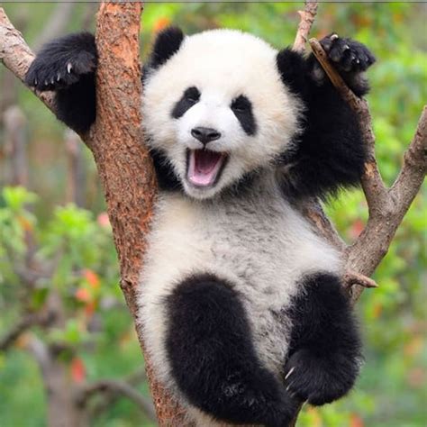 گالری عکس پاندا خسته و بانمک برای پروفایل و استوری ستاره