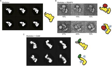 Functional Interaction Of Mediator With Rnapii And Cdk8 Module A