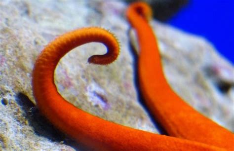 Echinoderms What Are Characteristics Reproduction Classification