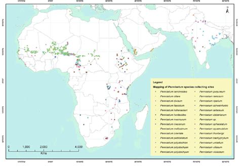 Mapping Of Pennisetum Species Excluding Pennisetum Glaucum Accession