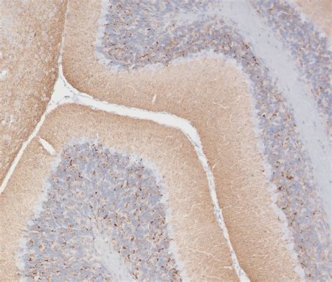 Synaptic Systems Alpha Synuclein
