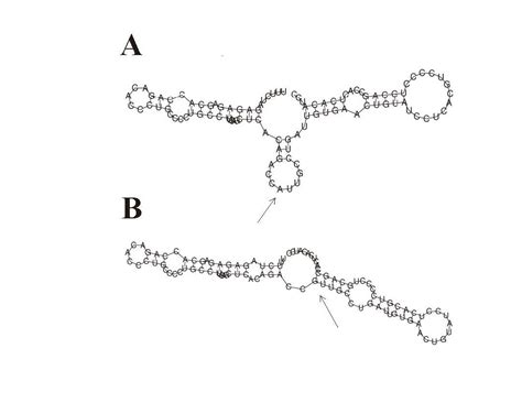 Kir2dl4 Hla G Polymorphisms Were Associated With Hcv Infection Susceptibility Among Chinese High