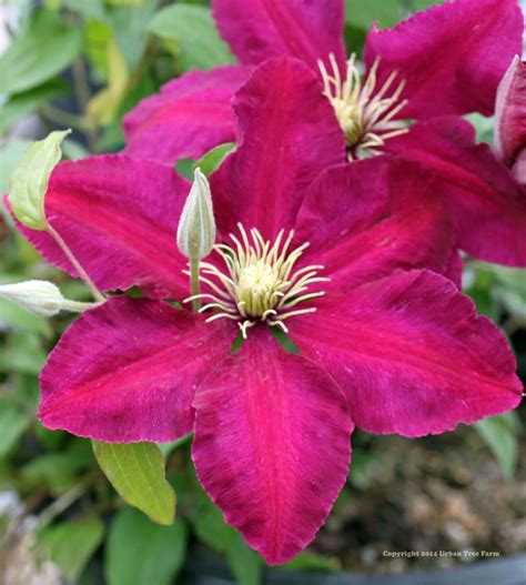 Clematis Niobe Urban Tree Farm Nursery