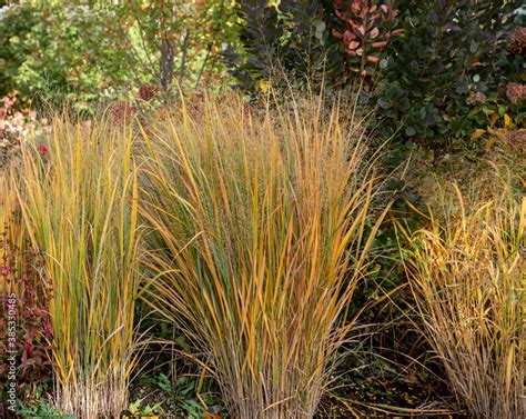 Colorful Fall Landscape Of Golden Northwind Grasses Panicum Virgatum Beards Tongue Purple