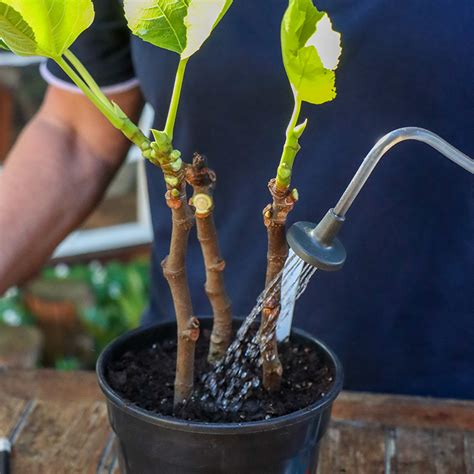 Propagating Fig Cuttings Heres How To Successfully Propagate A Fiddle