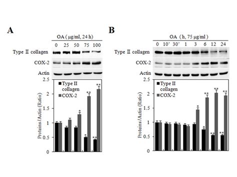 The Effects Of The Oleanolic Acid Oa On Type Ii Collagen And