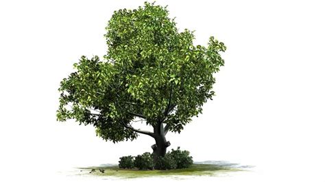 Types Of Trees 101 All You Need To Know
