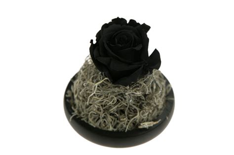 ΑΠΟΧΥΜΩΜΕΝΟ ΤΡΙΑΝΤΑΦΥΛΛΟ ΜΑΥΡΟ ΜΕ ΔΙΑΡΚΕΙΑ ΖΩΗΣ ΕΩΣ 20 ΧΡΟΝΙΑ