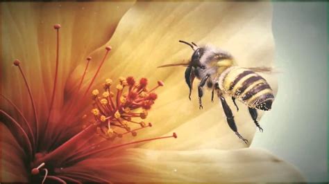 Cgi 3d Animated Short Hd Bee By Vladimir Loginov Youtube