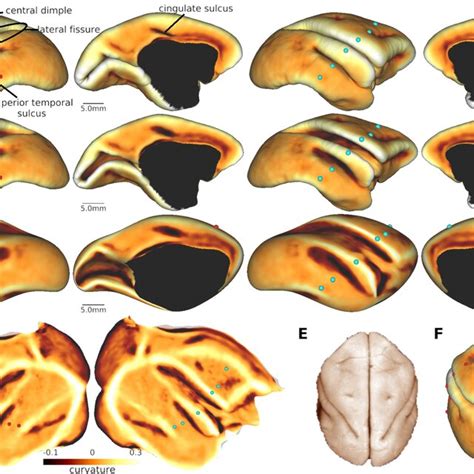 Thickness And Myeloarchitecture In The Night Monkey Cerebral Cortex A Download Scientific