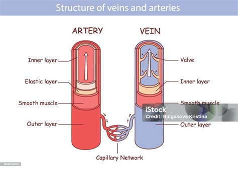 Unterschied Zwischen Vene Und Arterie